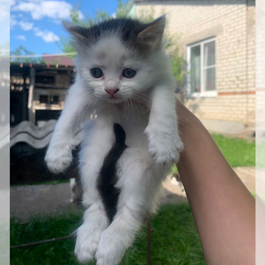 Котёнок в добрые руки