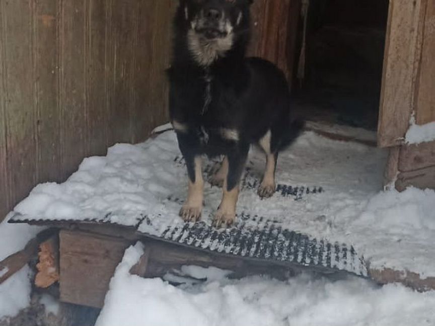 Коротколапая собачка