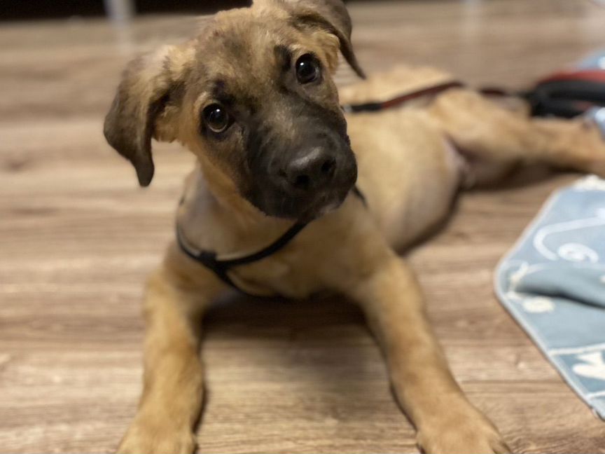 Степа, 2,5 месяца в добрые руки