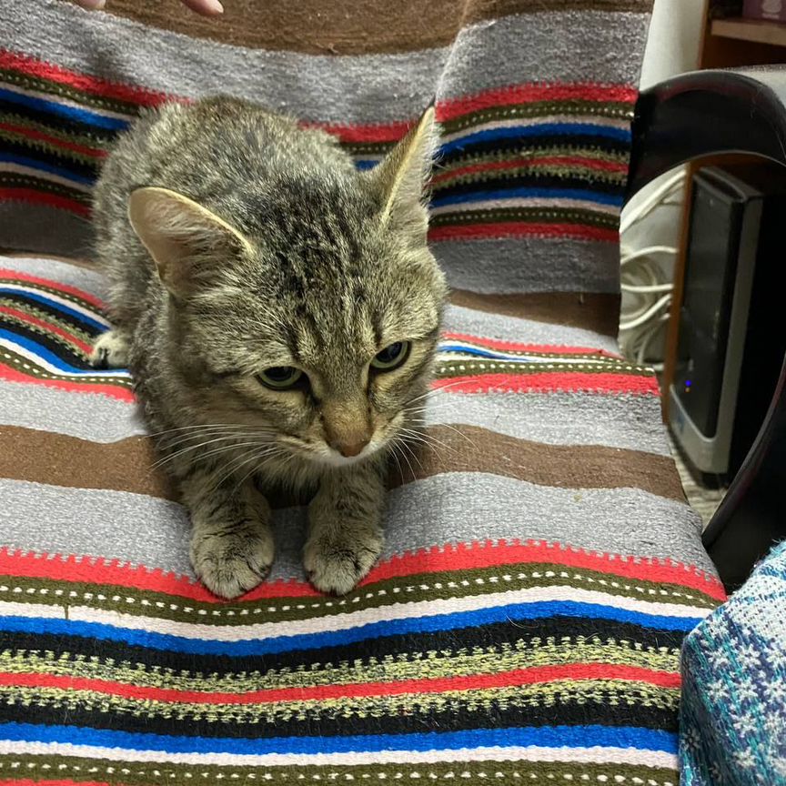 Котик ищет добрые руки