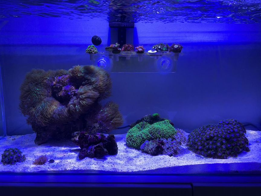 Кораллы в морской аквариум