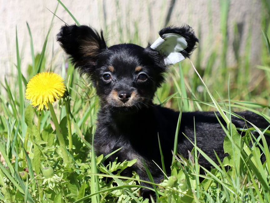 Русский той длинношерстный