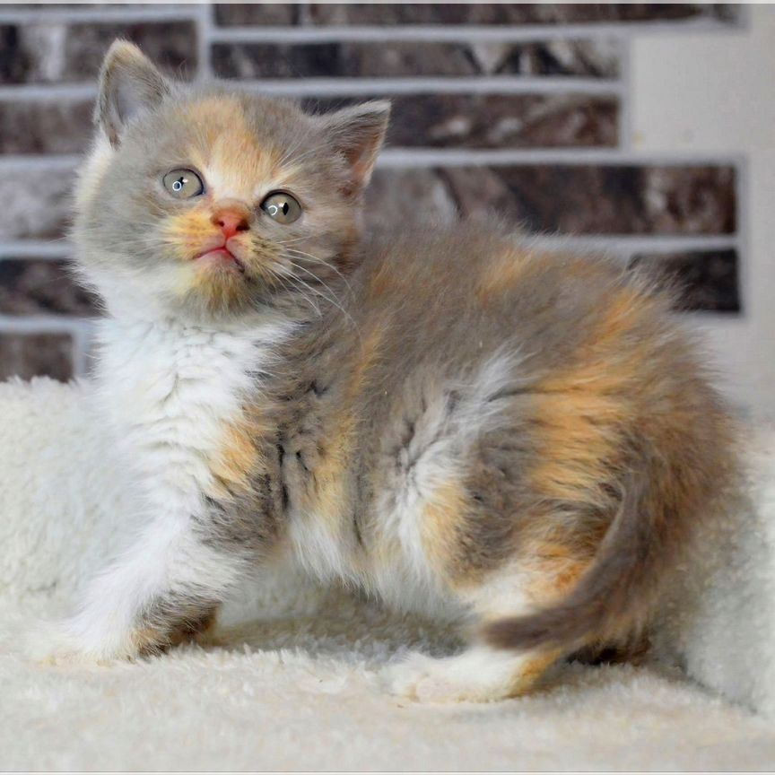 Британский короткошёрстный котёнок