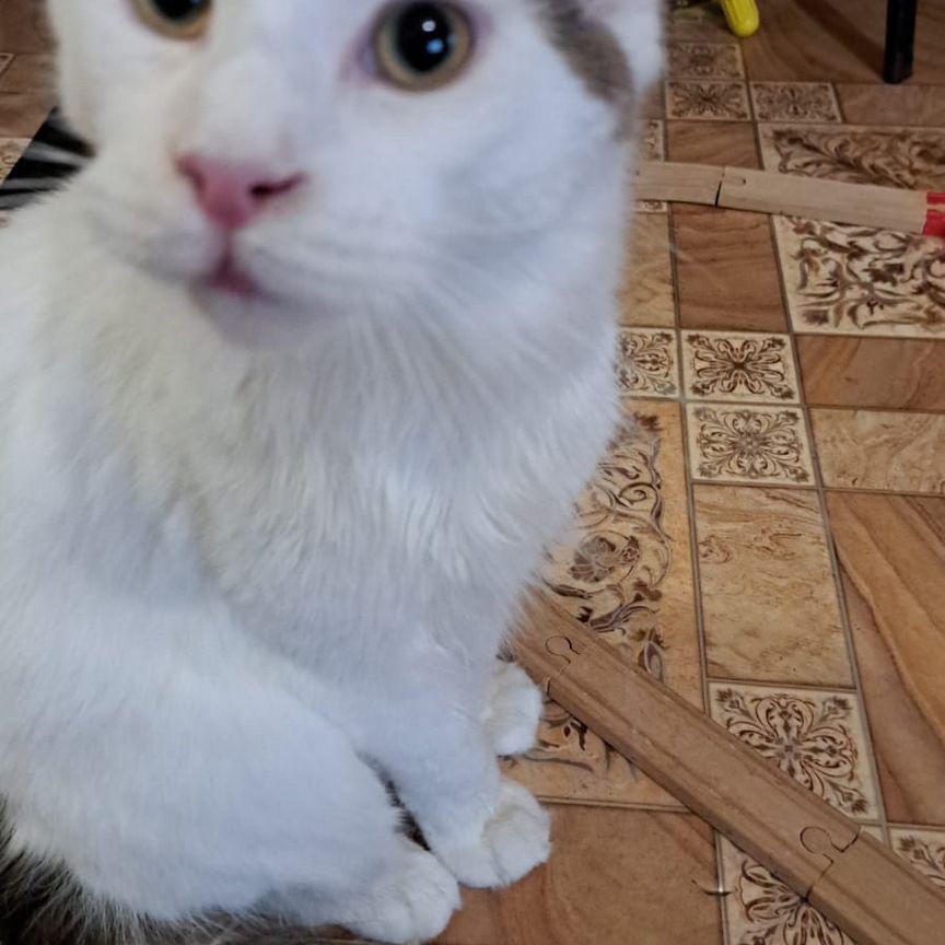 Отдам мейн-кун бесплатно