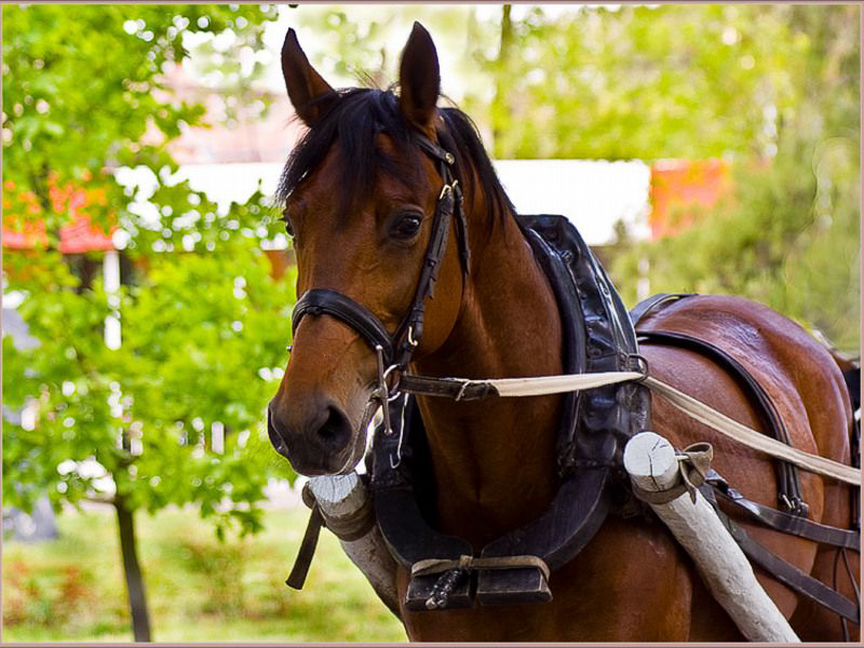 Продается конная сбруя