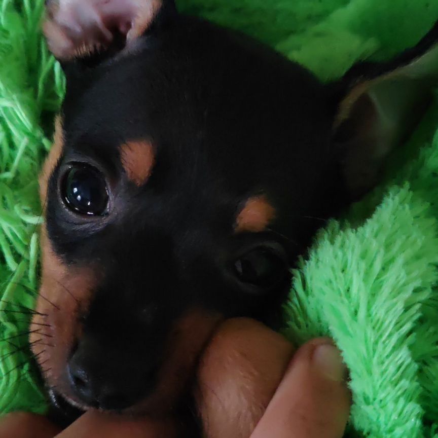 Мини той-терьер