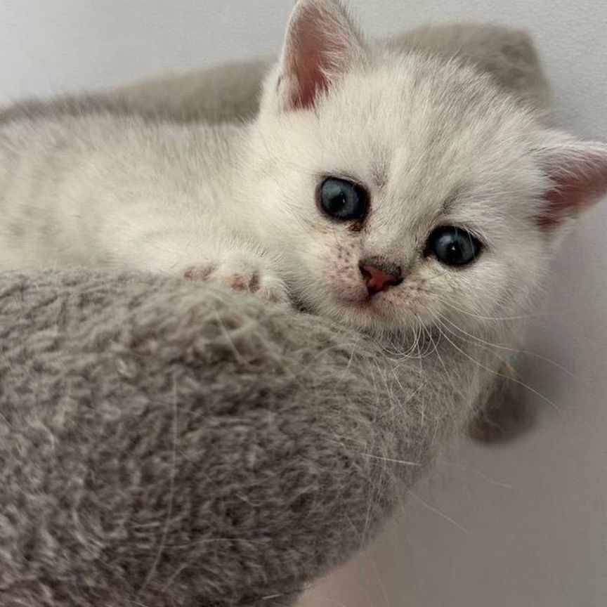 Шотландский вислоухий короткошёрстный котёнок