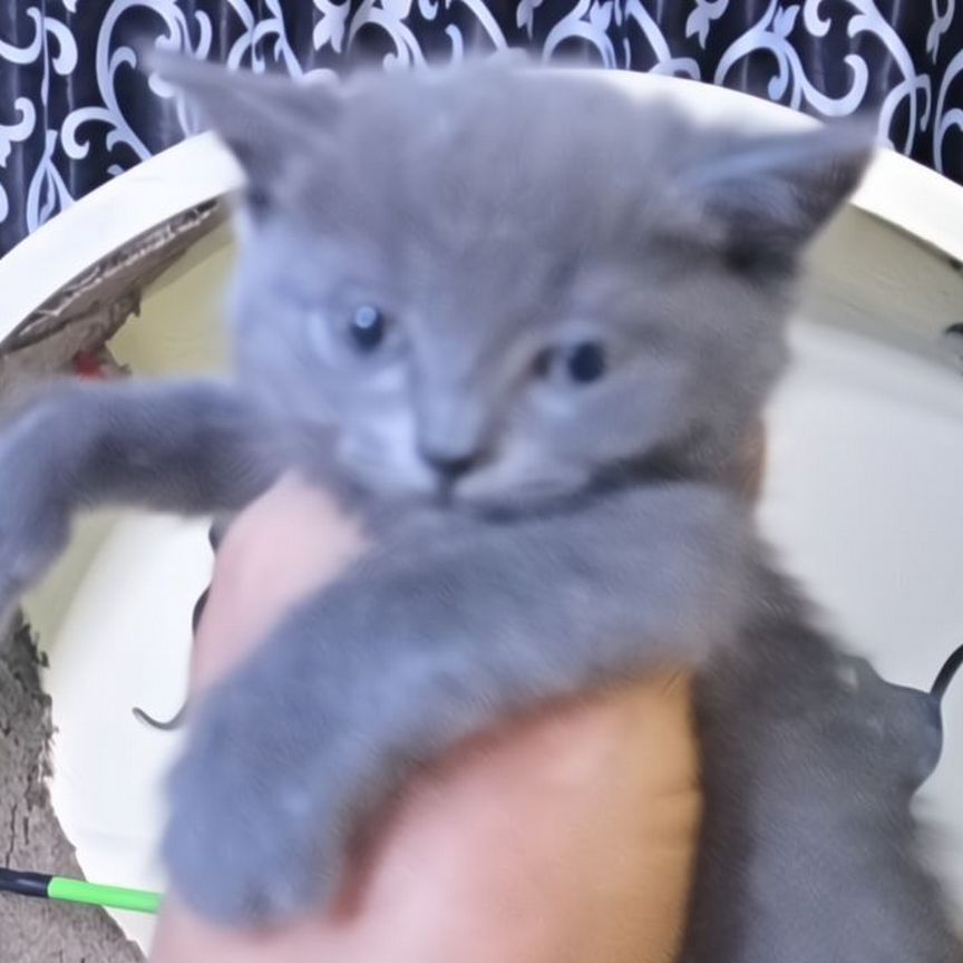 Шотландский вислоухий короткошёрстный котёнок