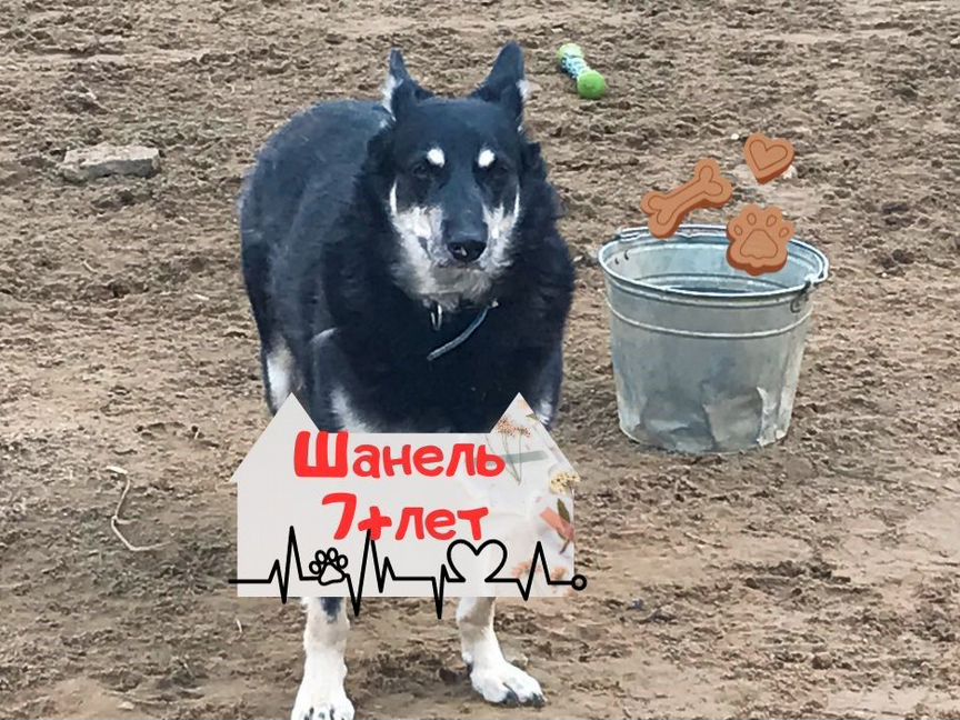 Добродушная, послушная взрослая собака Шанель ищет