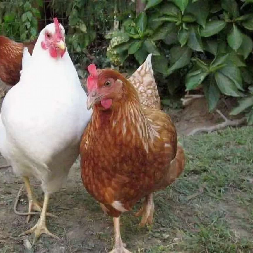 Молодые куры,бройлер,утята,гусята