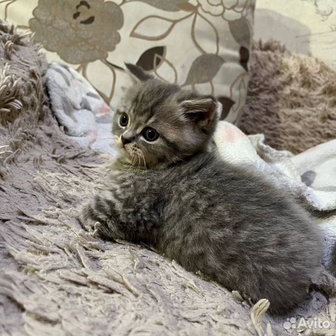 Шотландский котенок scottish straight