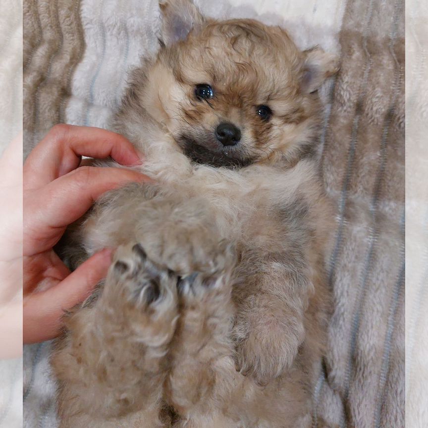 Померанский шпиц, щенок