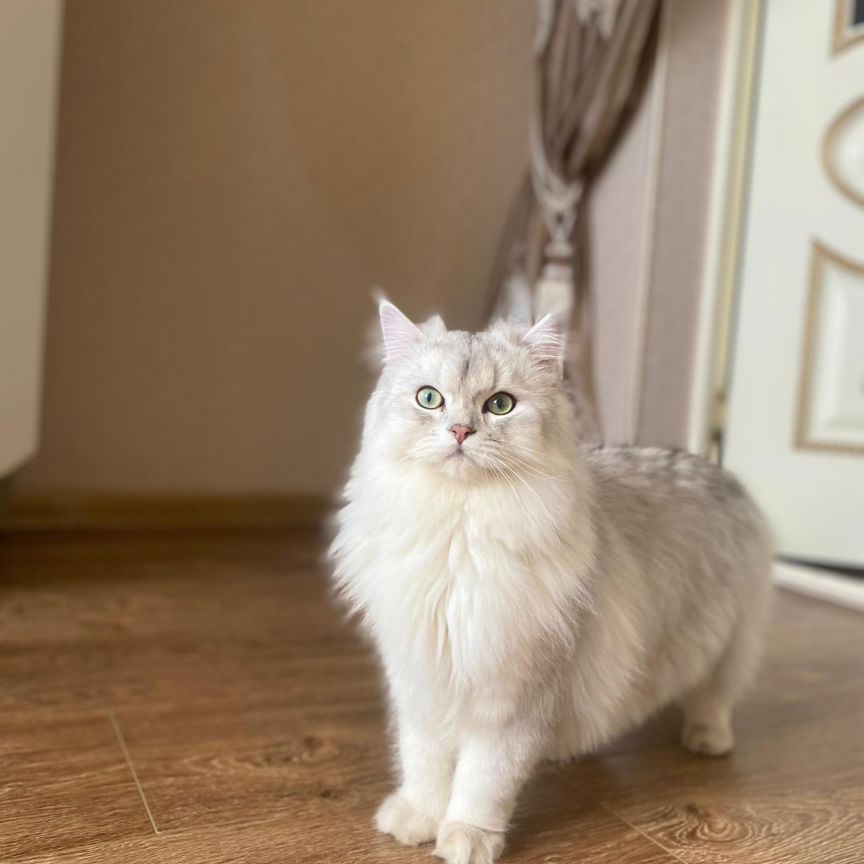 Скотиш страйт серебристая шиншилла