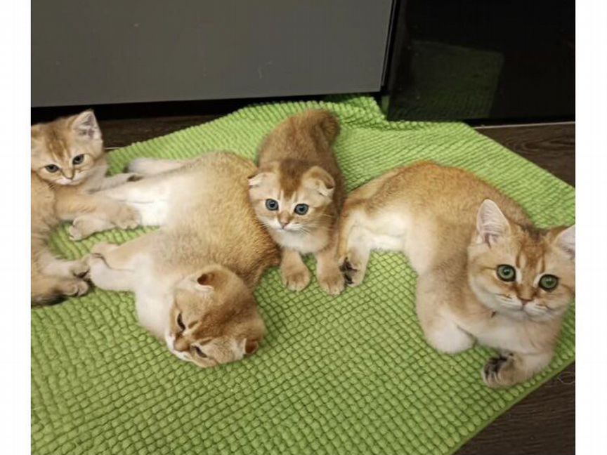 Шотландские котята