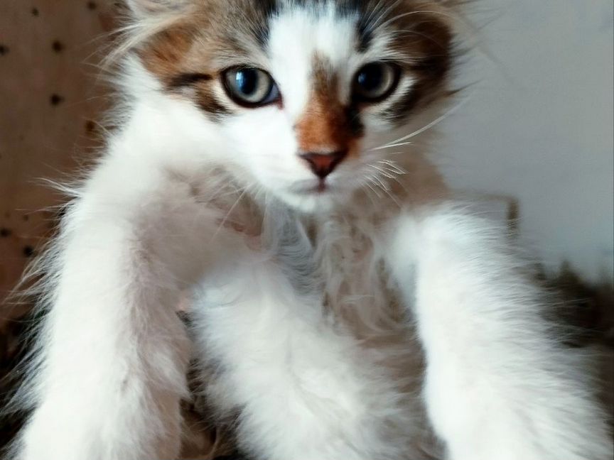 Сибирские котята+