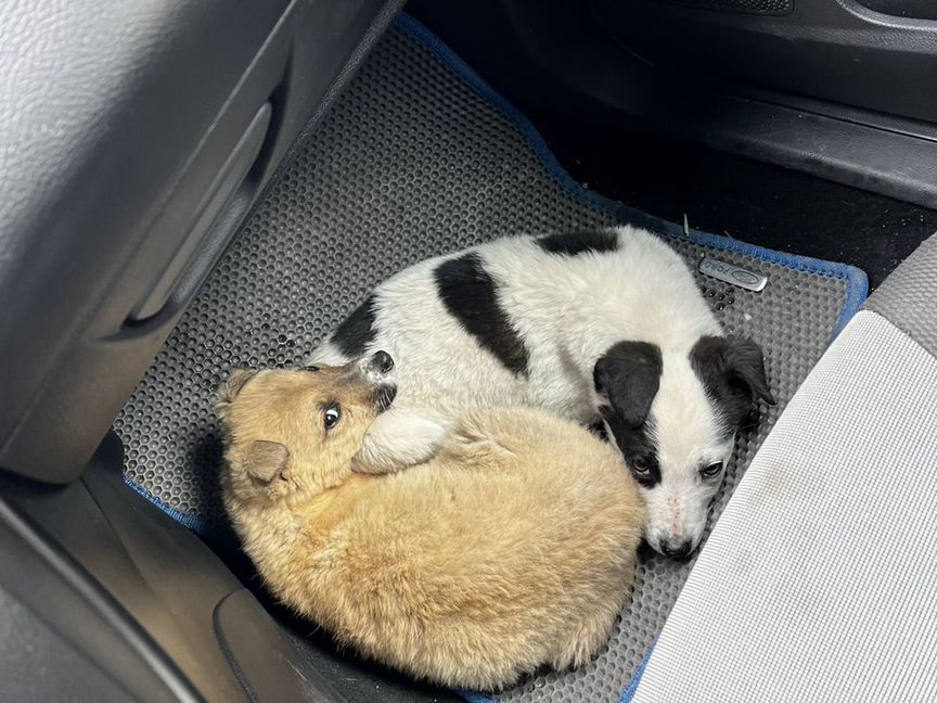 Щенки коротколапые