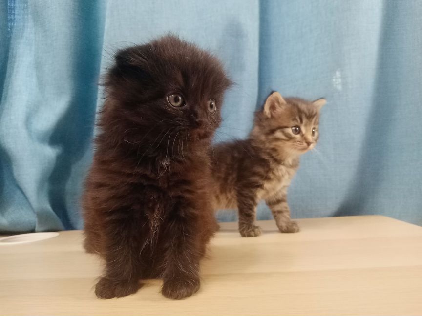 Котята