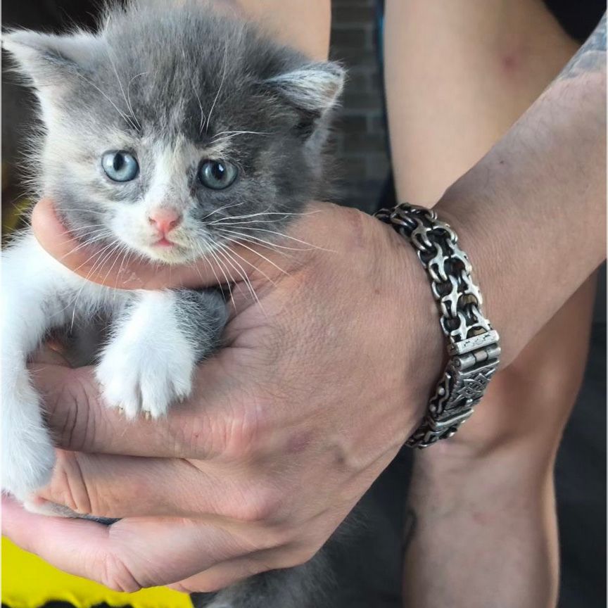 Котёнок в добрые руки