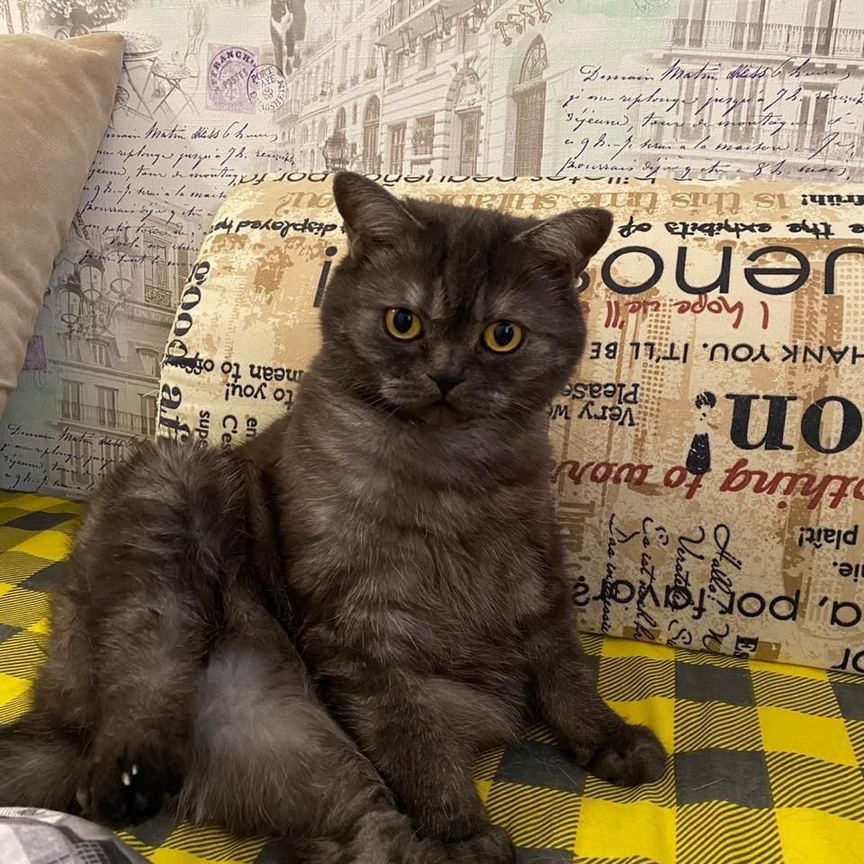 Кошечка осиротела, очень нужен дом или передержка