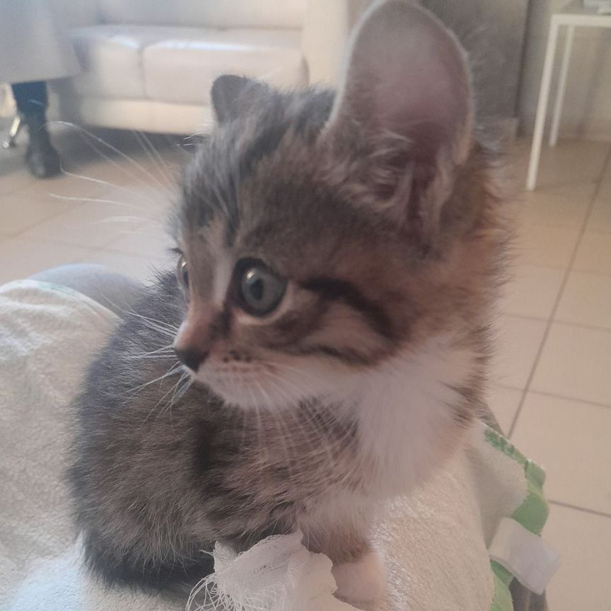 Котёнок в добрые руки