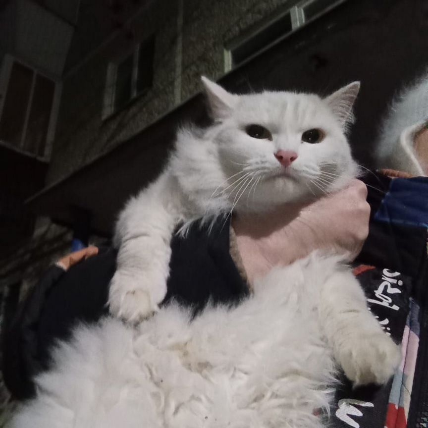 Кошка выживает на улице