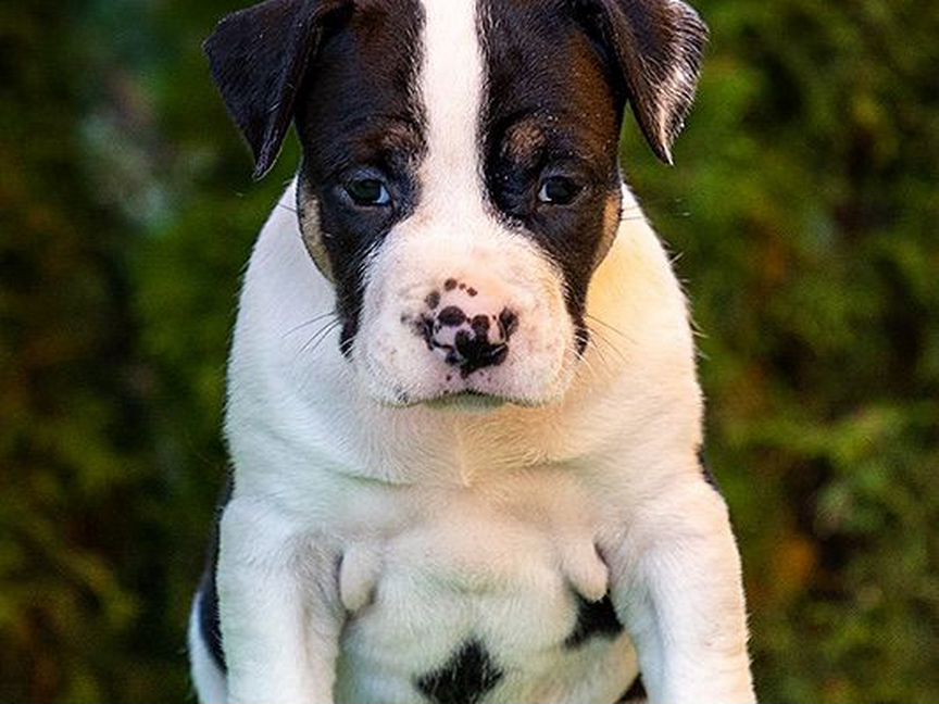 Стаффордширский терьер девочка редкого окраса