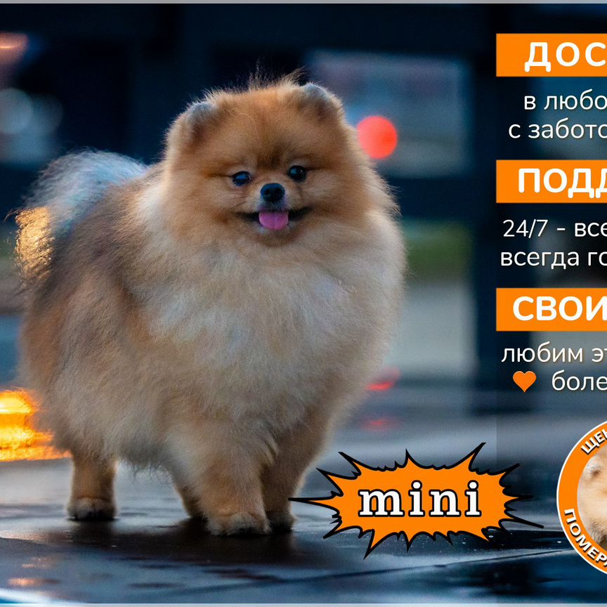 Померанский шпиц, щенок