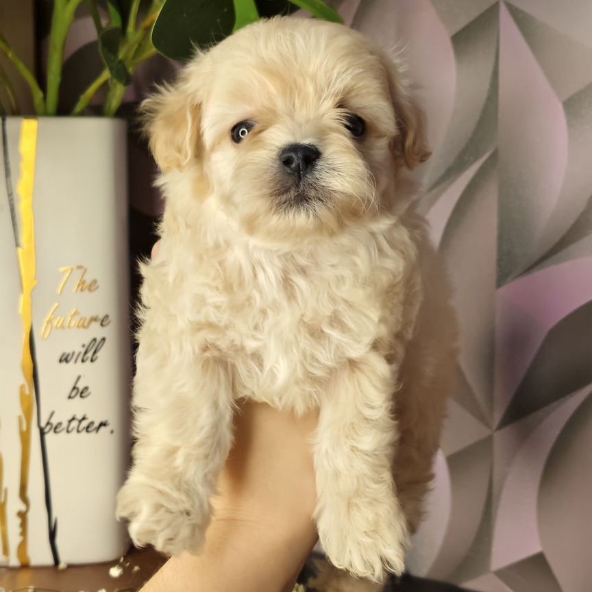 Мальчик Мальтипу