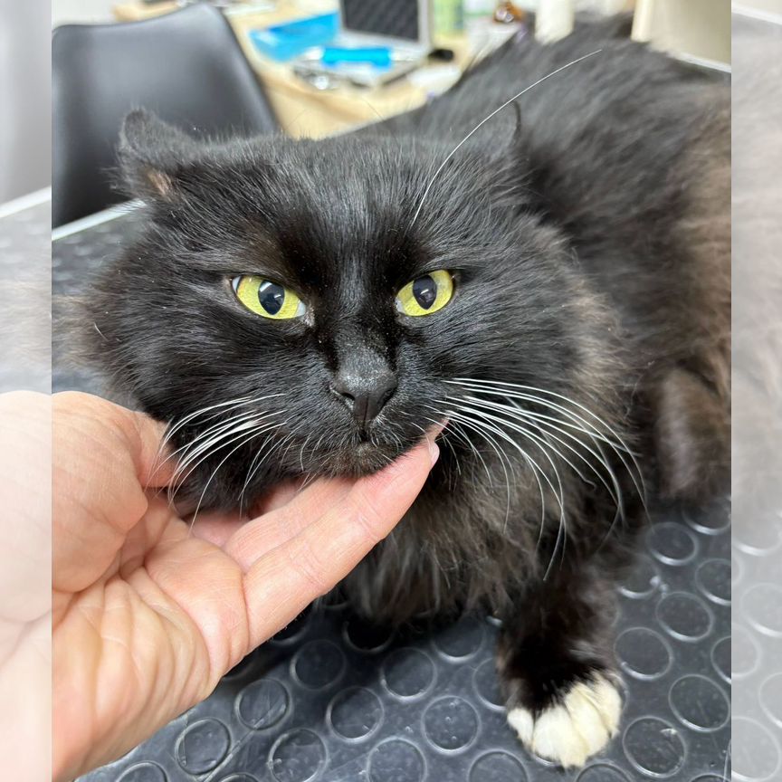 Взрослый кот в добрые руки