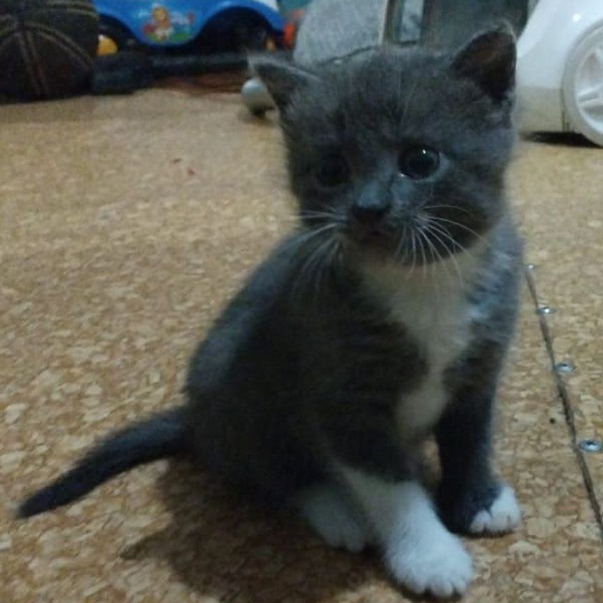 Котята в добрые руки бесплатно