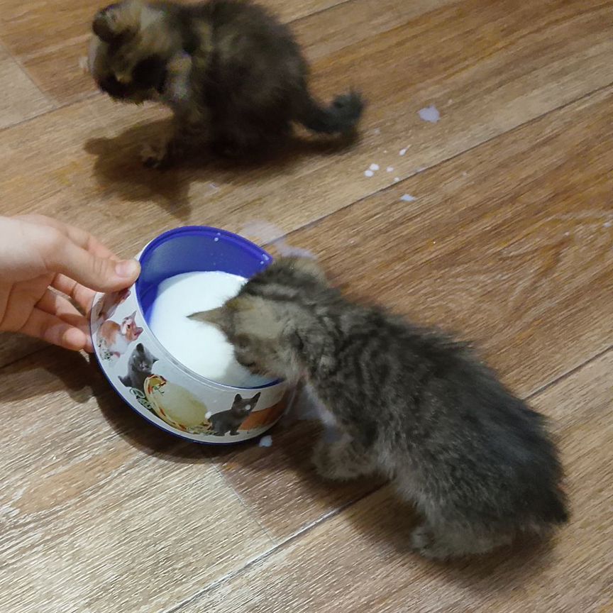 Котёнок в добрые руки