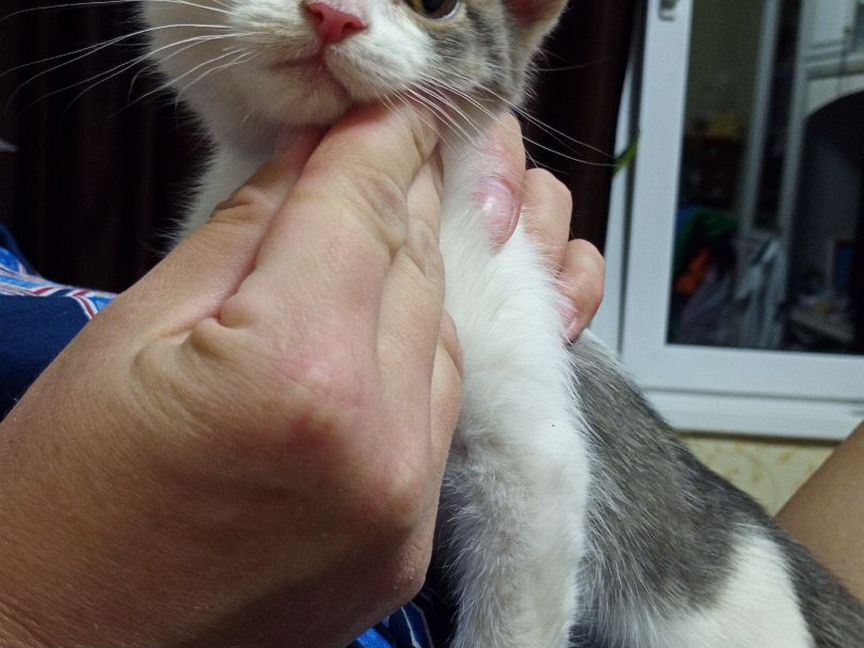 Котёнок в добрые руки