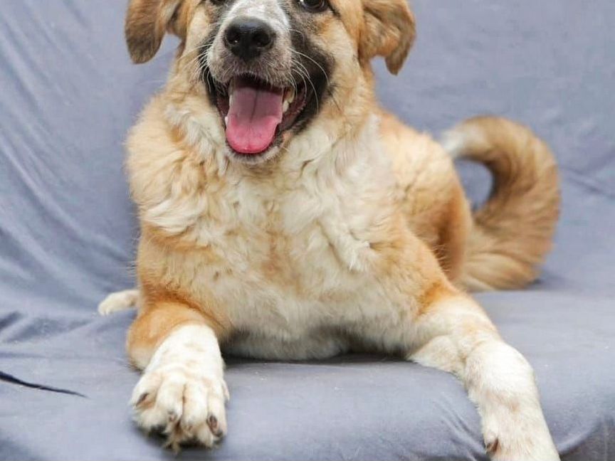 Собака в добрые руки