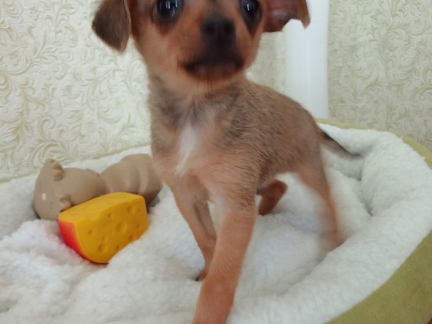 Продам той-терьер щенка