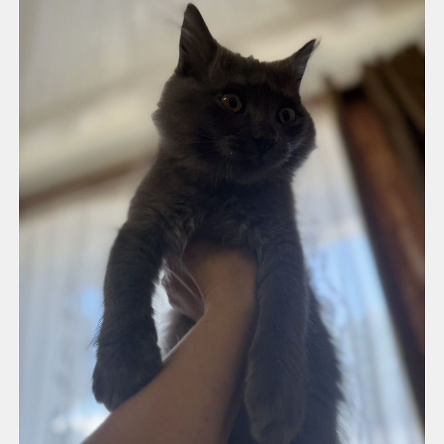 Британский котенок