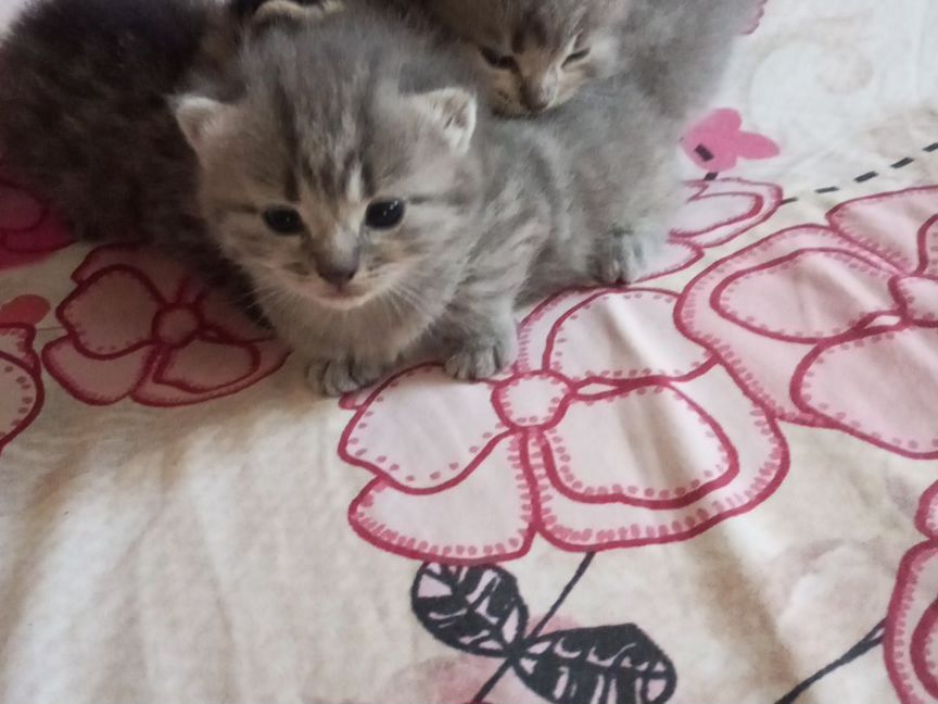 Британские котята