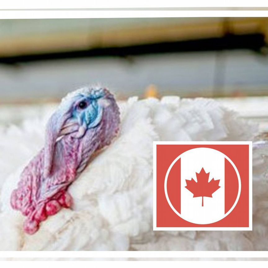 Индюк инкубационное яйцо