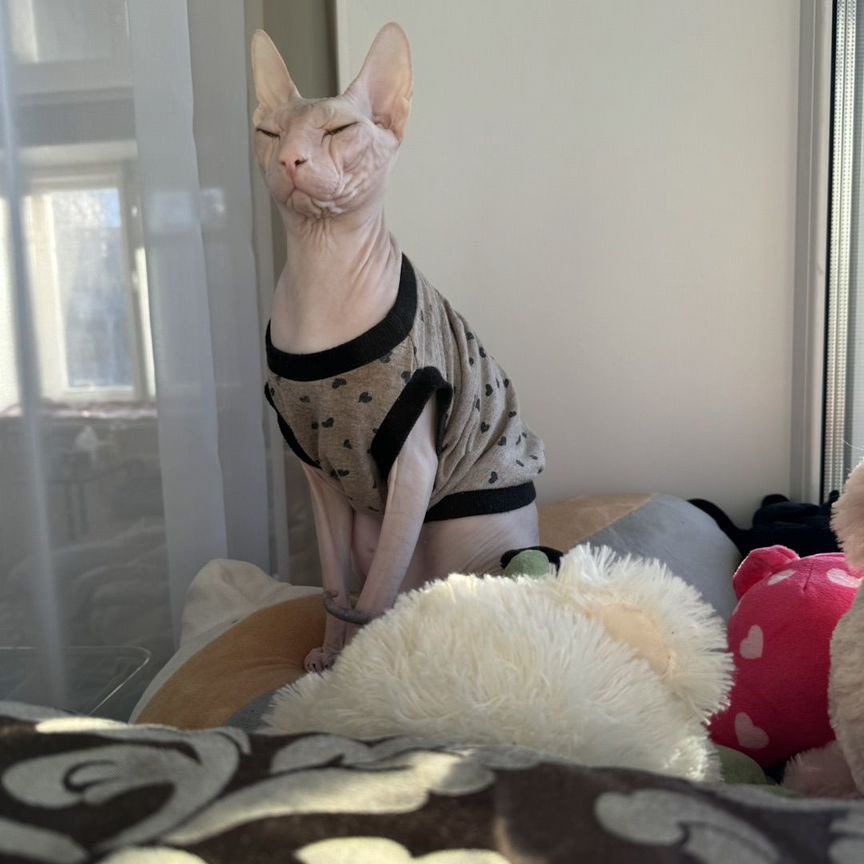 Донской сфинкс