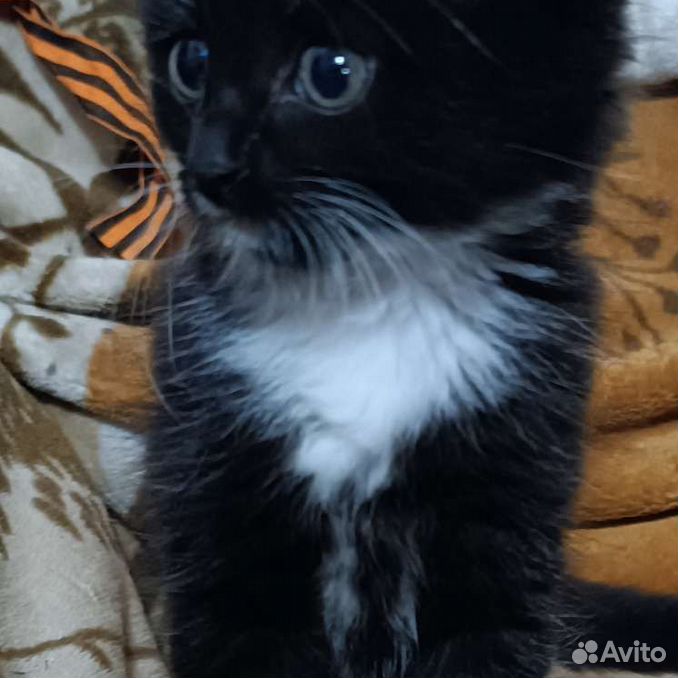 Котик 1.5 месяца добрый ласковый игривый
