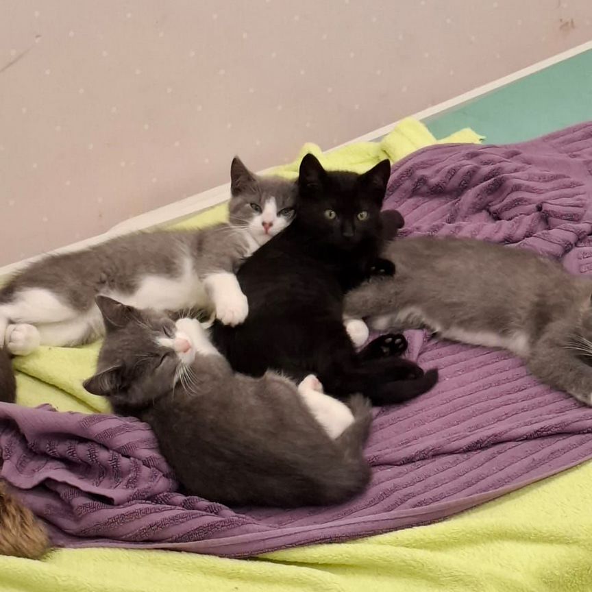 Котята