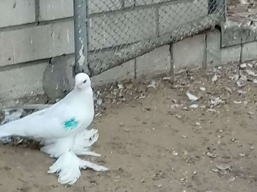 Азиатские голуби