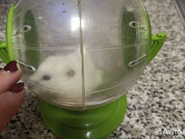 Джунгарский хомяк девочка