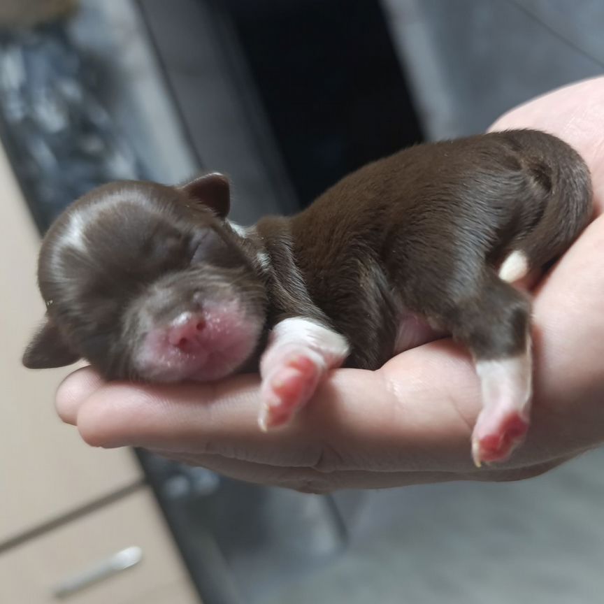 Чихуахуа, щенок