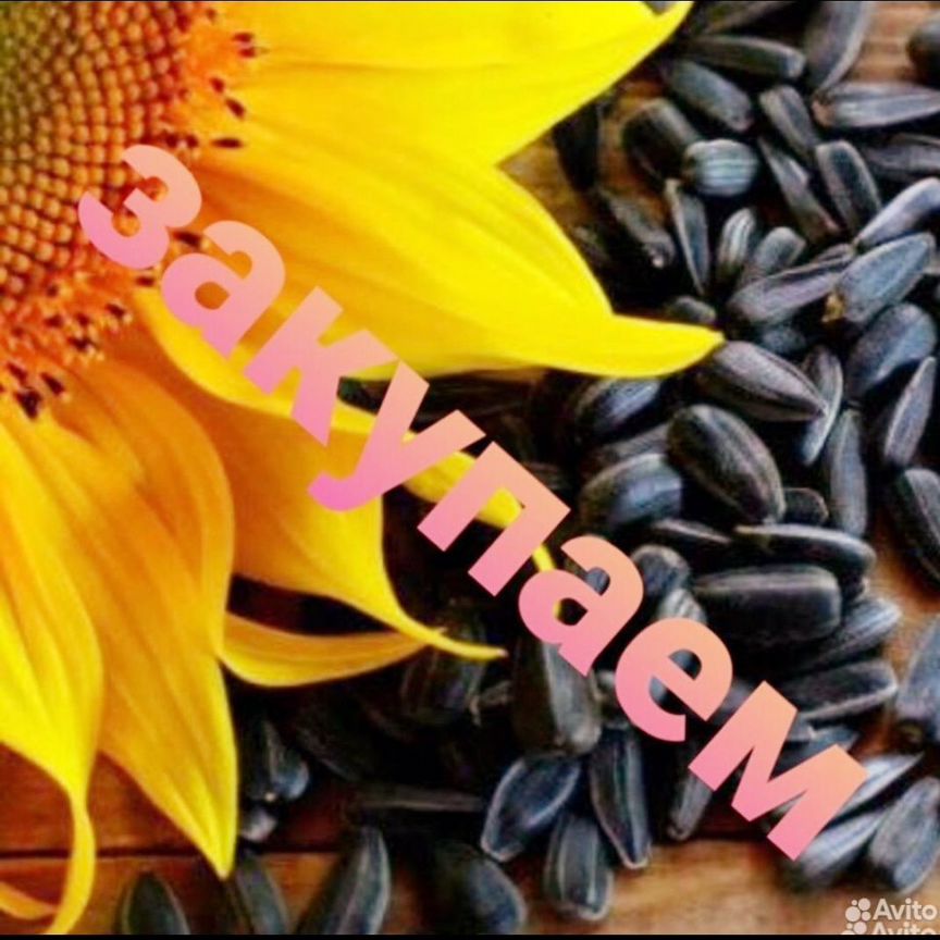 Семечки подсолнечника