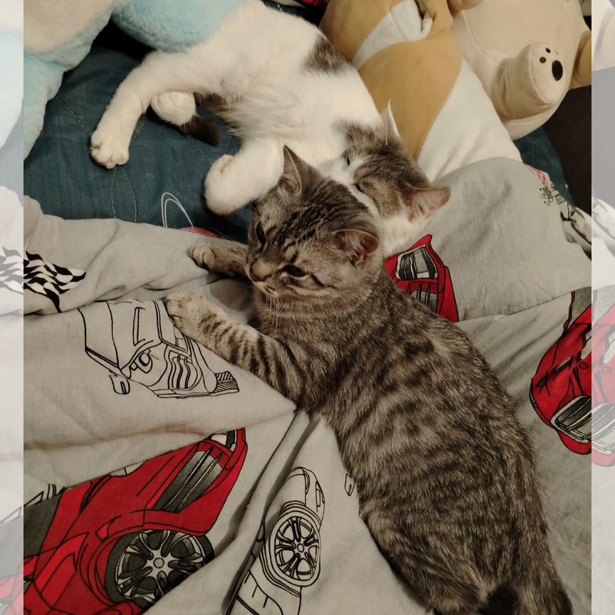 Котёнок в добрые руки