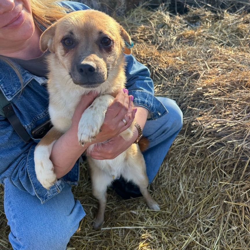 Взрослая собака в добрые руки