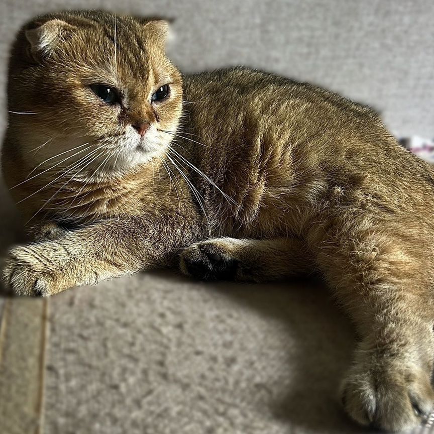 Шотландская вислоухая короткошёрстная, взрослая кошка