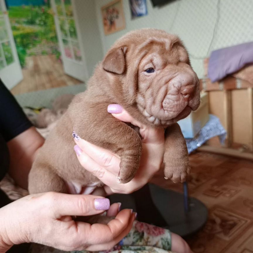 Щенки шарпея екатеринбург