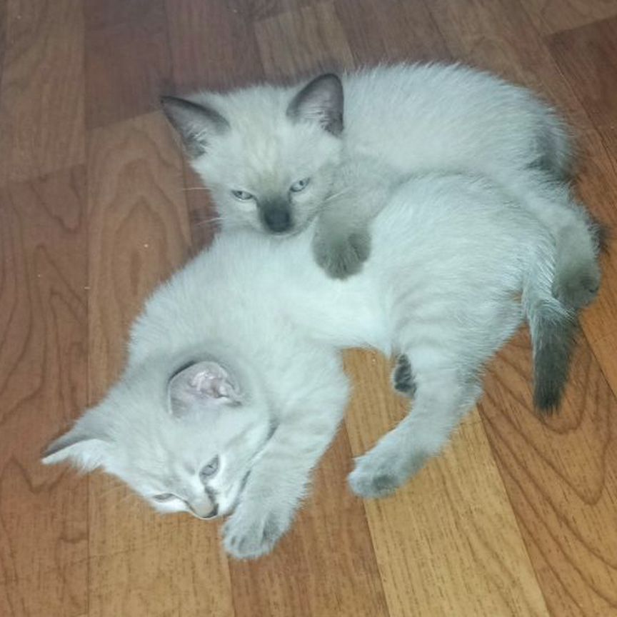 Сиамские котята