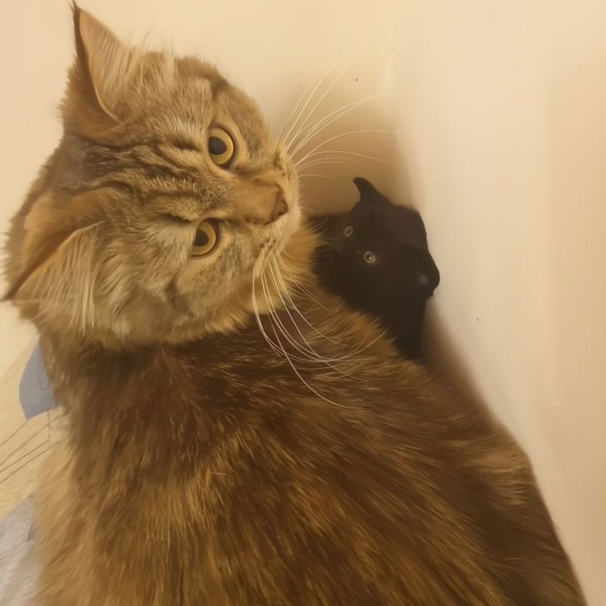 Британский короткошёрстный котёнок